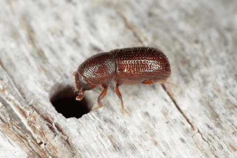 Effective Wood Borer Treatment: Identifying Wood Borer Pests