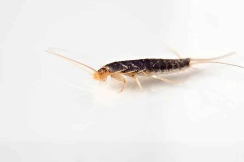 Silverfish: What are They, Life Cycle, and How to Get Rid of Them