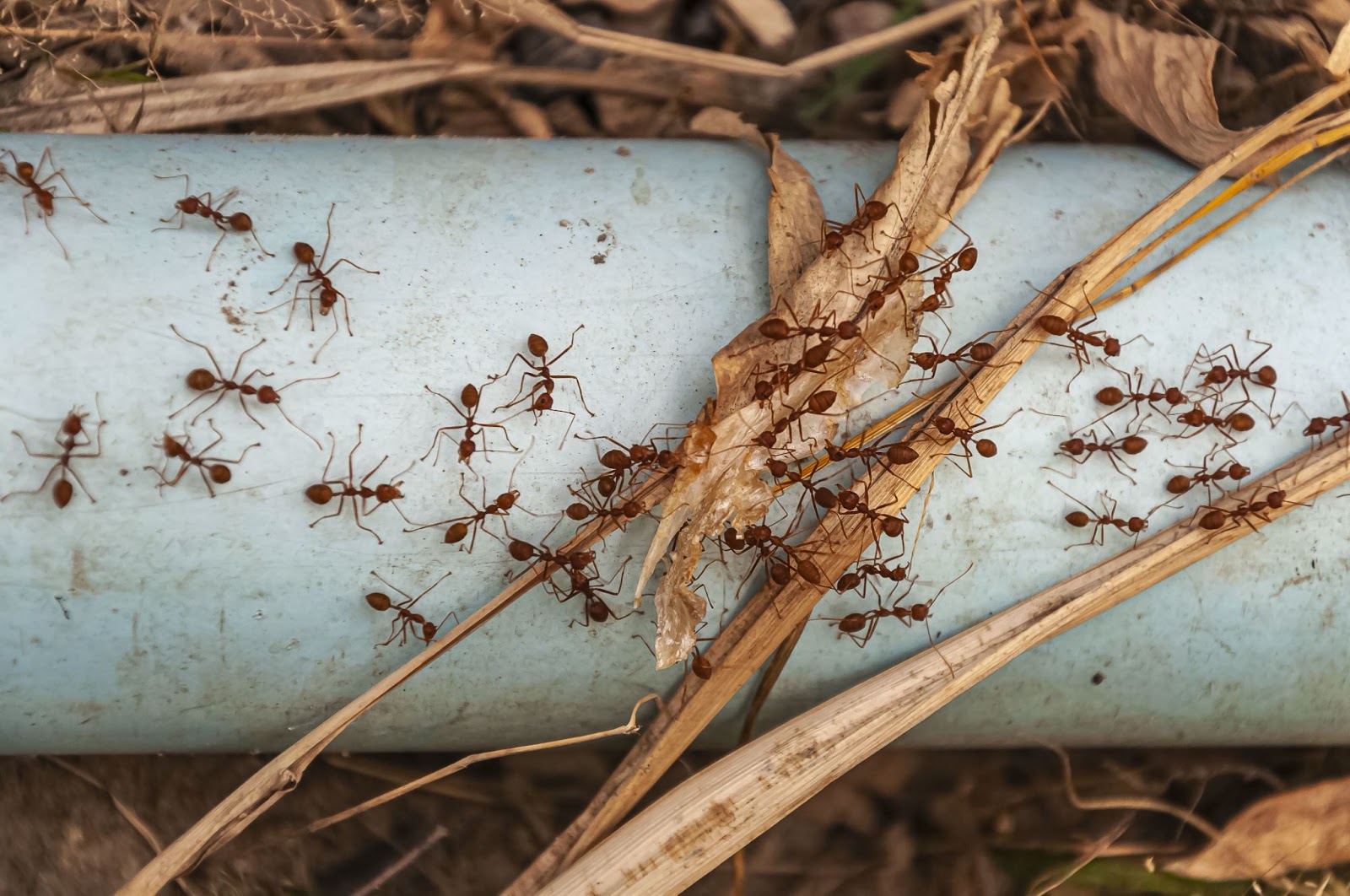 Hidden Costs of Ignoring Pest Problems: Why Ant Pest Control Matters